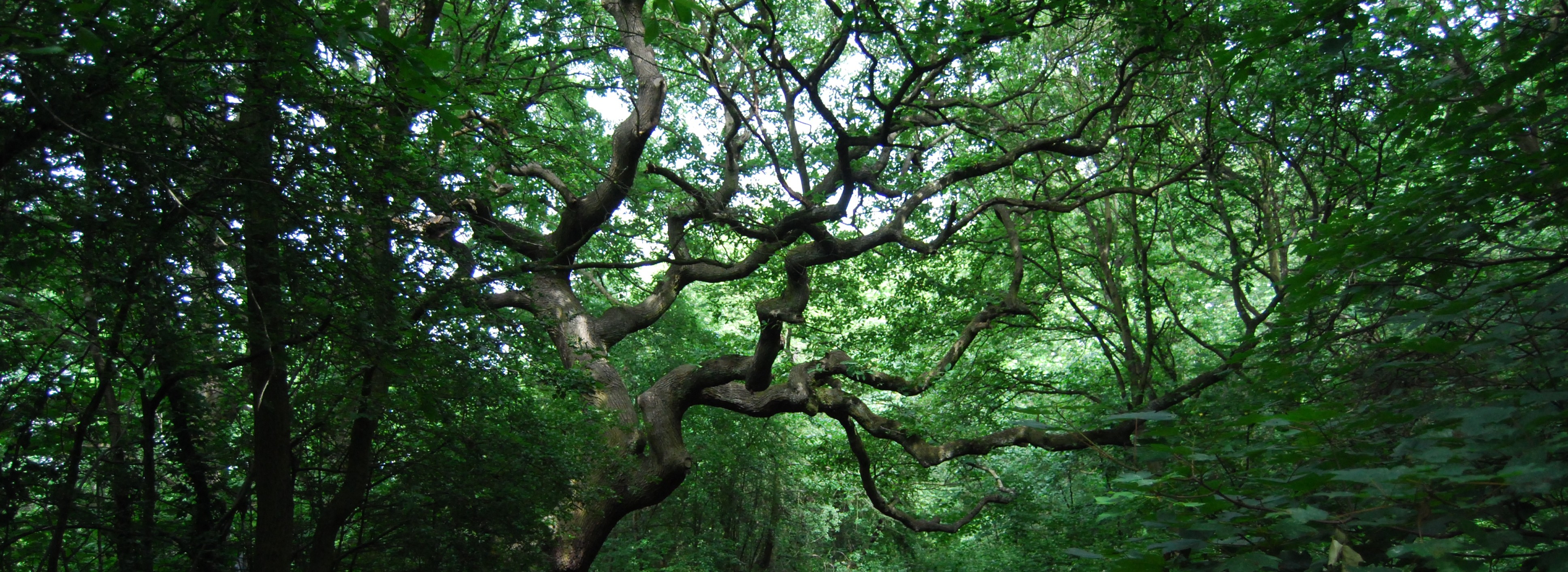 Woodland Diary: Sycamore coppicing – Unlocking Landscapes