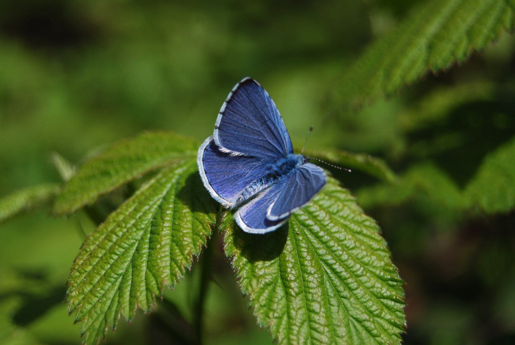 Woodland Diary: Sycamore coppicing – Unlocking Landscapes
