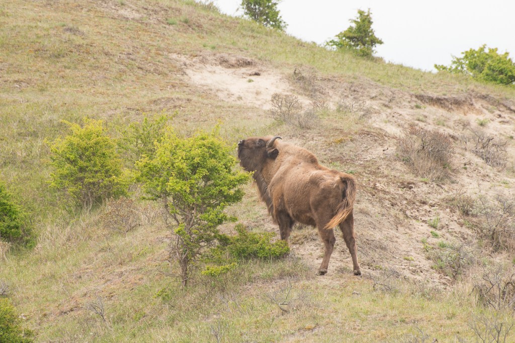 The Oostvaardersplassen: rewilding the Netherlands, or maybe not ...
