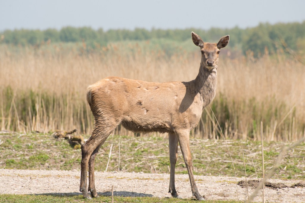 The Oostvaardersplassen: rewilding the Netherlands, or maybe not ...