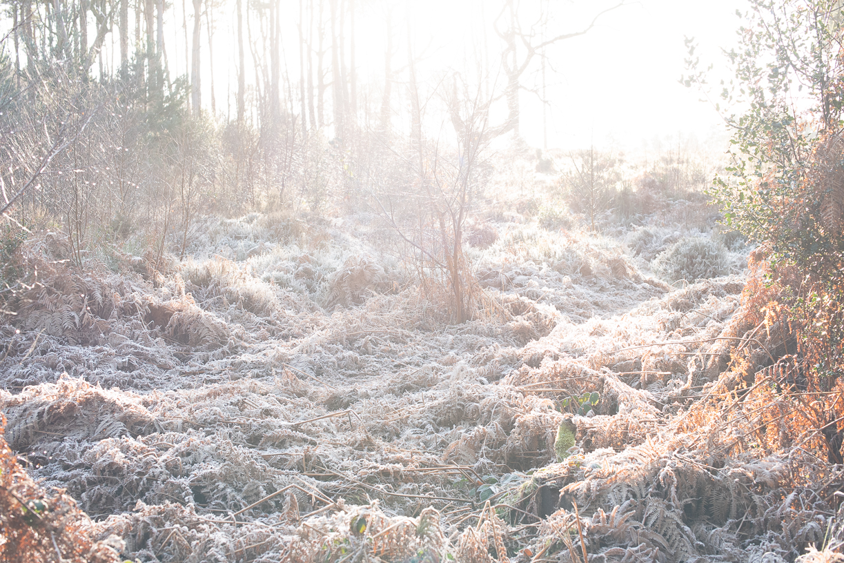 The Sussex Weald: spring is building in the winter wood – Unlocking ...
