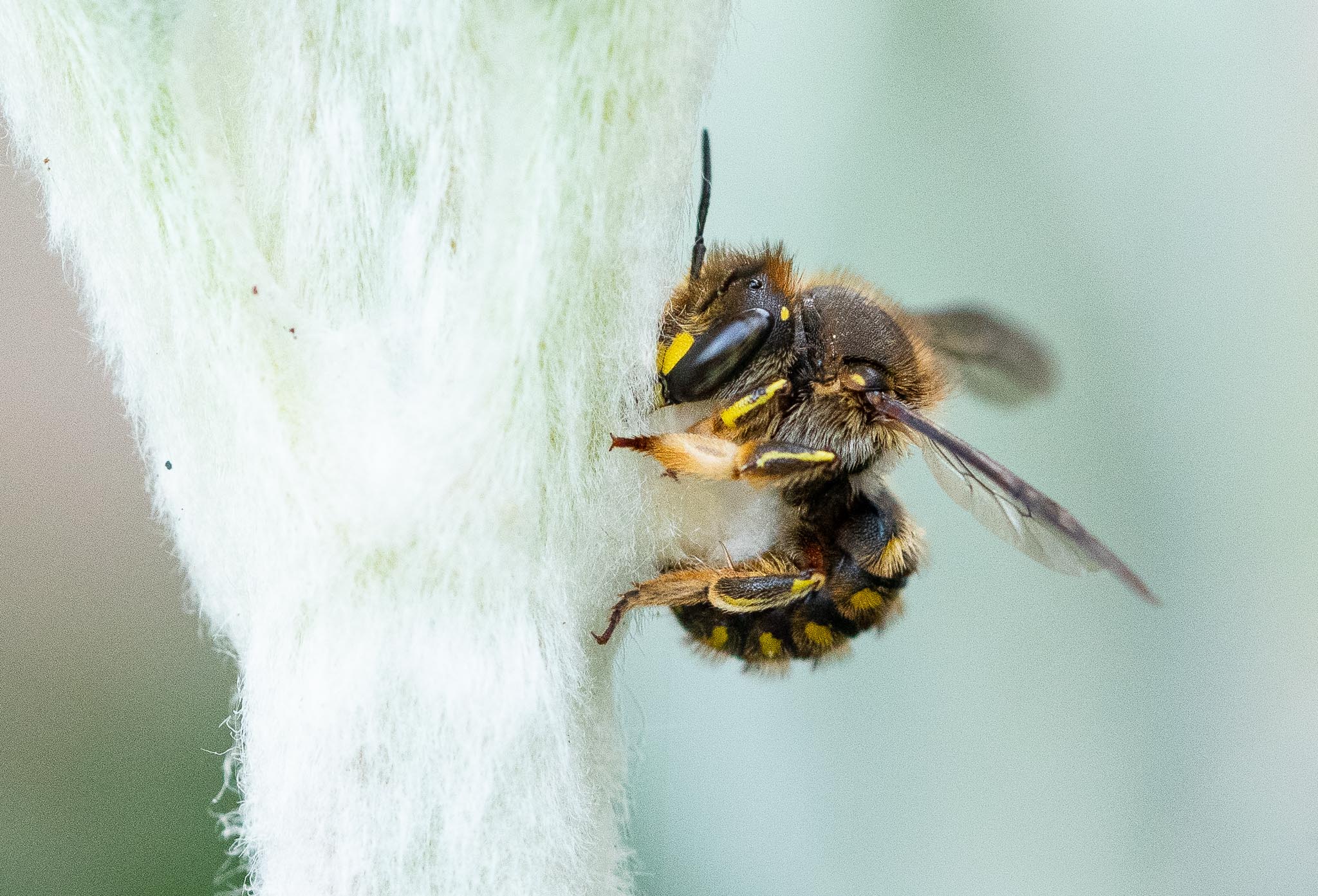 Macro Monday: the wool carder bee – Unlocking Landscapes