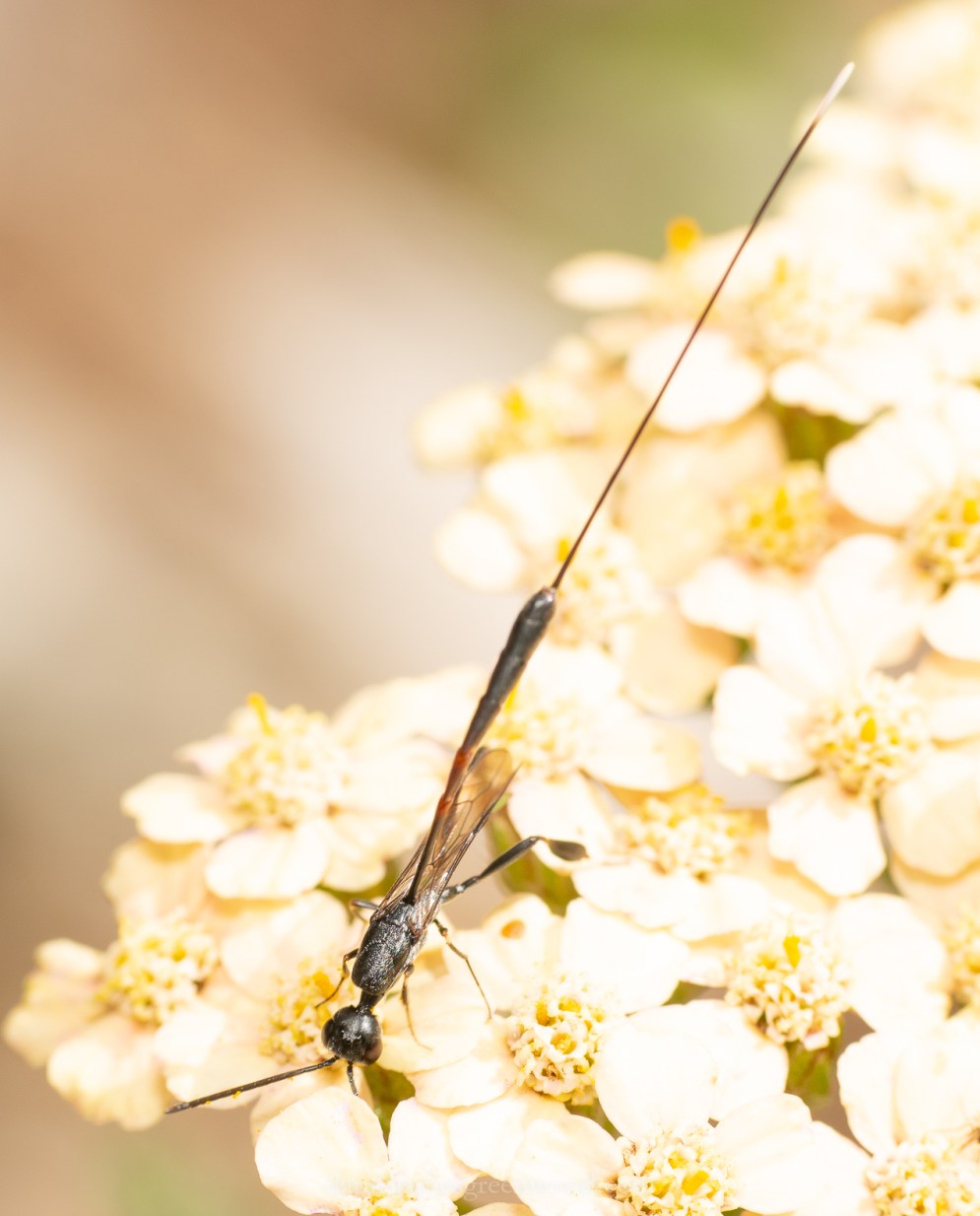 Macro Monday: the wasp that made Darwin doubt God – Unlocking Landscapes