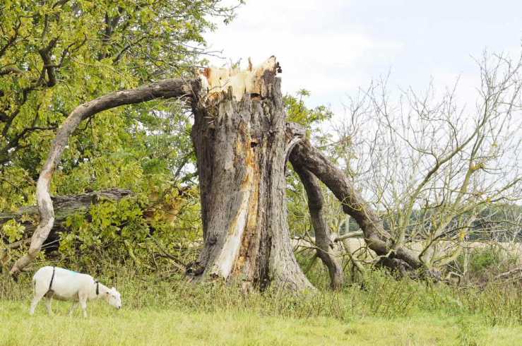 #FungiFriday: weeping conk at Ickworth Park – Unlocking Landscapes