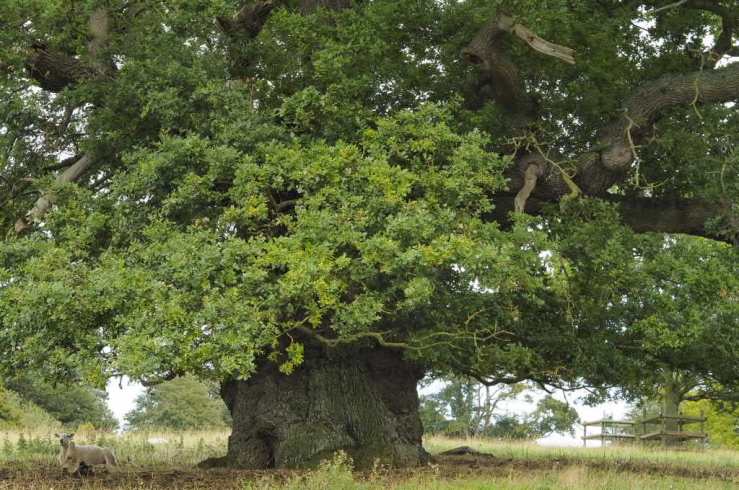 #FungiFriday: weeping conk at Ickworth Park – Unlocking Landscapes