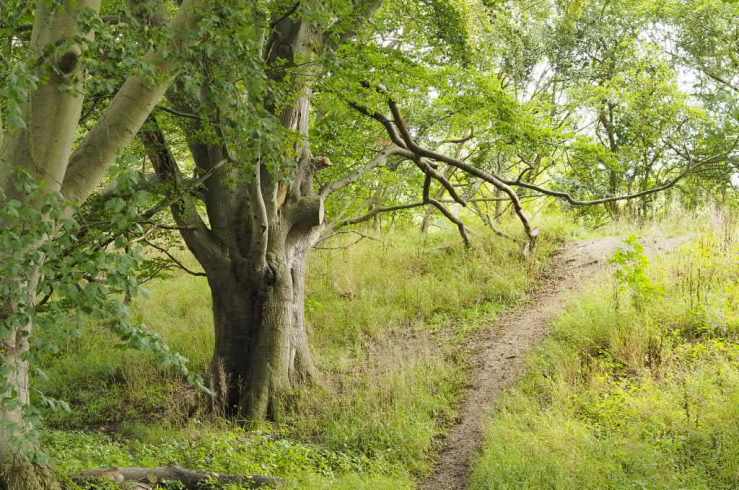 #FungiFriday: weeping conk at Ickworth Park – Unlocking Landscapes