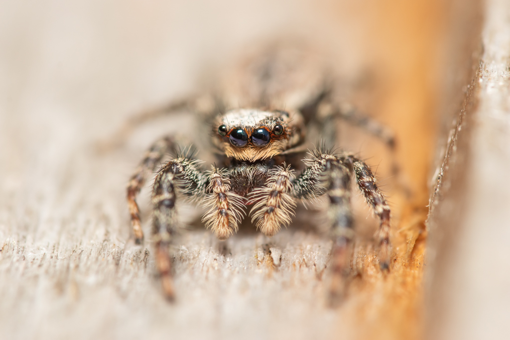 Macro 📷: the fencepost jumping spider – Daniel Greenwood