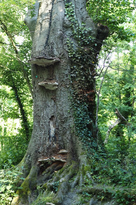 The orchids in need of fungi 🍄 – Unlocking Landscapes