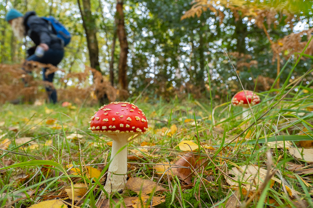 Fungi walk at Bramshott Common – 21st Oct 2023 – Daniel Greenwood