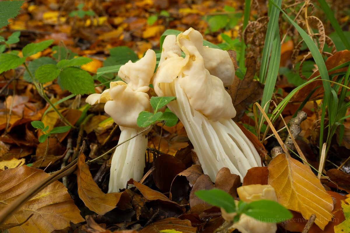 White saddle: one of the weird ones🍄 – Daniel Greenwood