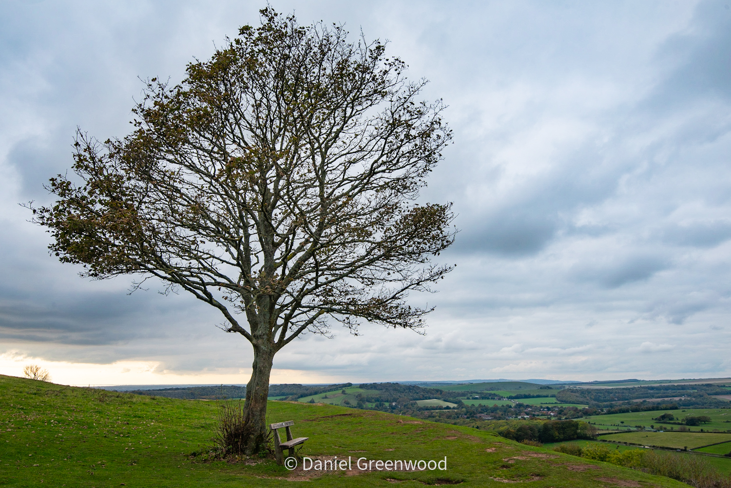 Britain’s complex relationship with the sycamore tree – Unlocking ...
