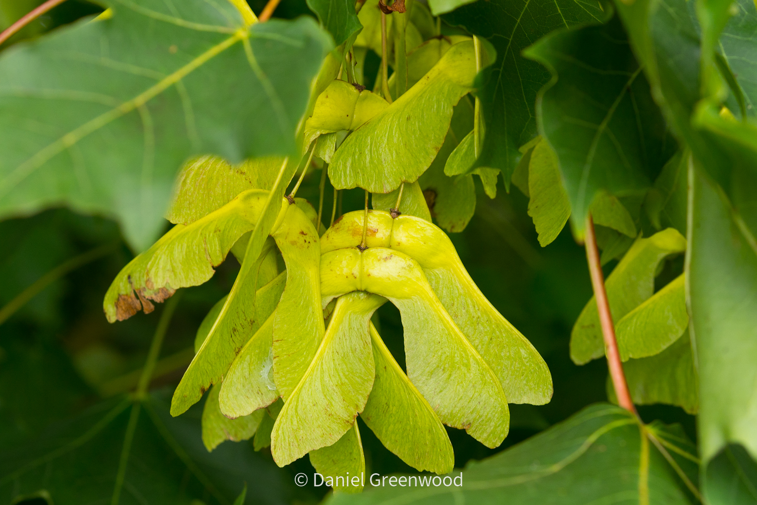 Britain’s complex relationship with the sycamore tree – Unlocking ...