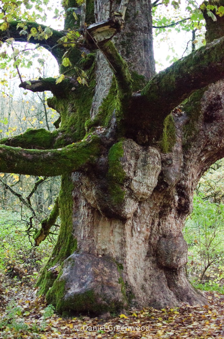 Britain’s complex relationship with the sycamore tree – Unlocking ...