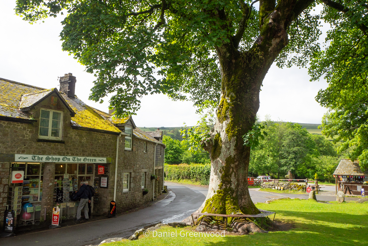Britain’s complex relationship with the sycamore tree – Unlocking ...